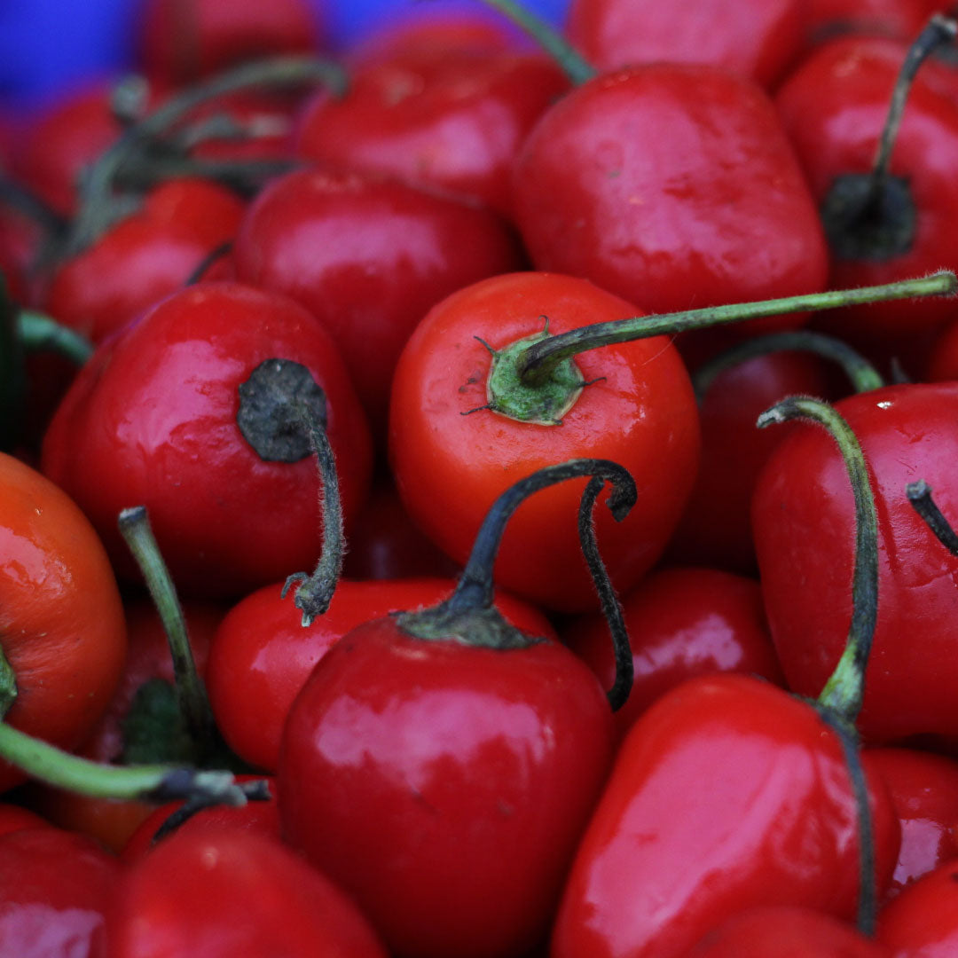 Ají Rocoto (500 gr) – Frutiferia SPA