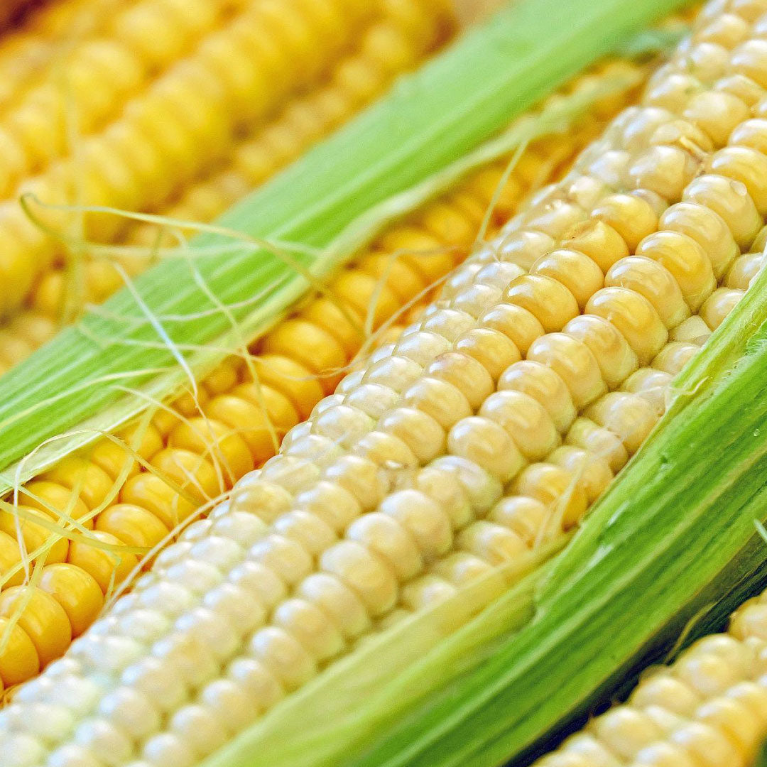 Choclo Americano (10 u) – Frutiferia SPA