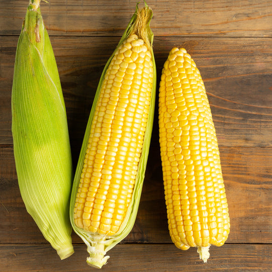 Choclo Americano (u) – Frutiferia SPA